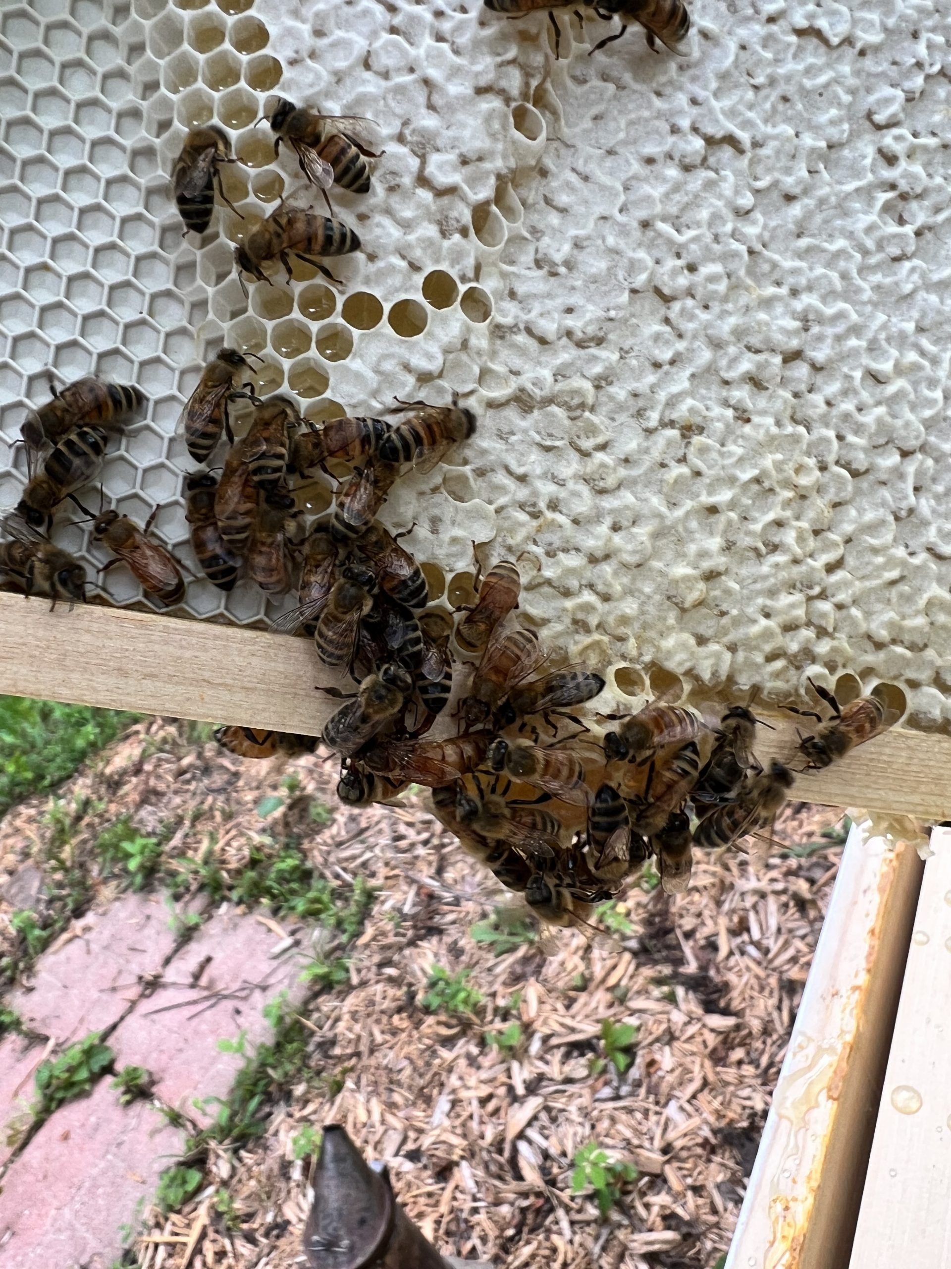 Understanding Localized Vs. Systemic Reactions: My Journey - Five ...